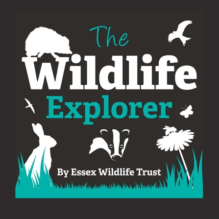 The Wildlife Explorer | Essex Wildlife Trust